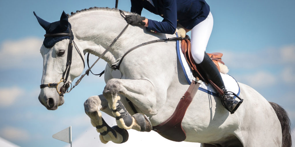 Horse vision – Proximal