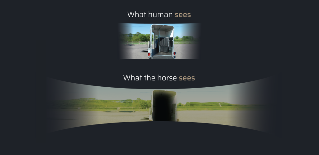 Horse vision – Proximal